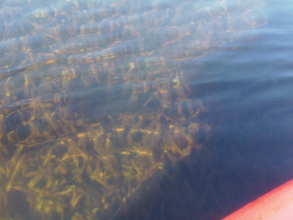 Lake Roesiger: Like paddling on both a “river” and lakes in one, single ...